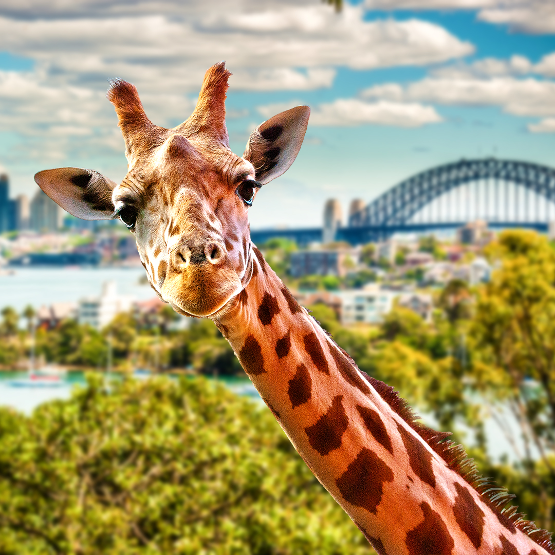 Win Taronga Zoo Family Passes Promotion - Terms & Conditions ...